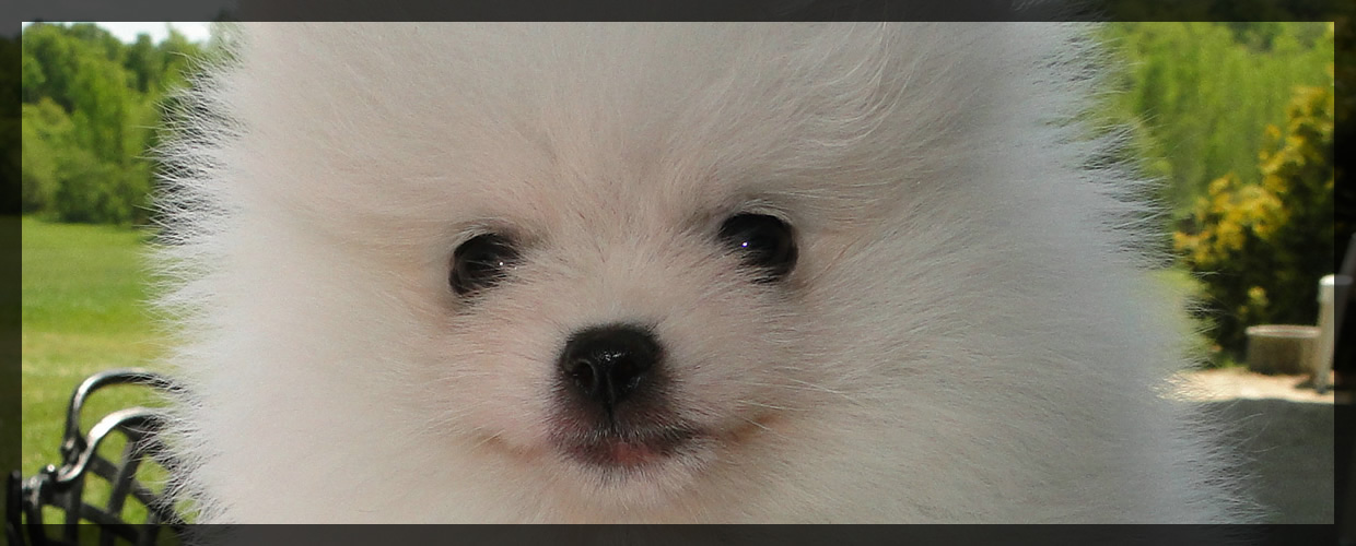 Pomeranians, Puppy, Breeder, Sales | Breezy Hill Poms